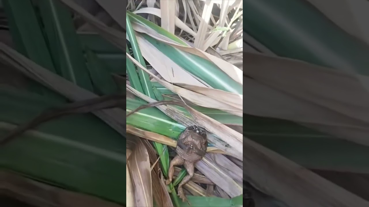 Frog Acting Like He Knows The Secrets of Life