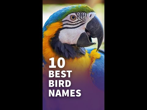 10 BEST Pet Bird Names #shorts #birdnames #petbirds