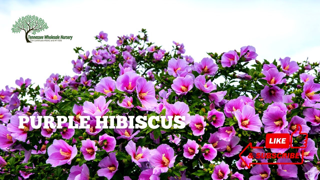 PURPLE HIBISCUS - TN NURSERY