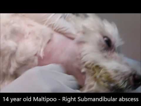 Final Video: Blood test to help diagnosis of chronic diseases in sick pets