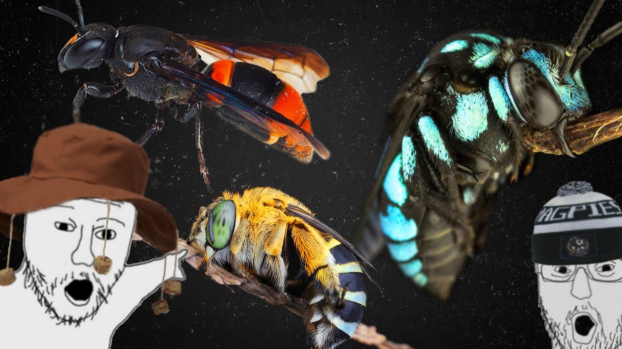 The Dropkick's Guide to Aussie Bees