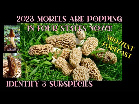 🔥2023 MIDWEST MOREL MUSHROOMS FORECAST Morels up in 4+ states; Morel Subspecies ID tips