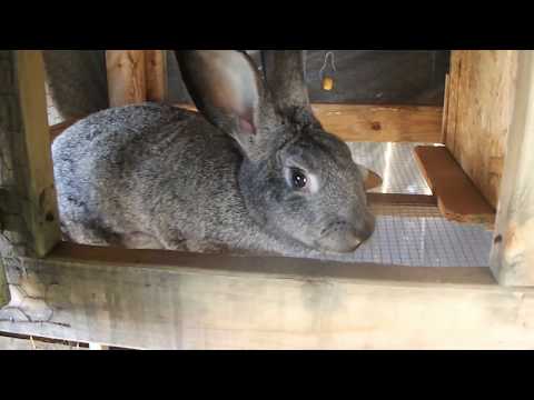 The sound of rabbits making whoopie or rocking out????