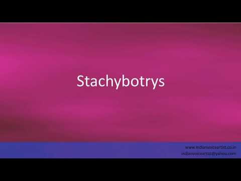 Pronunciation of the word(s) "Stachybotrys".