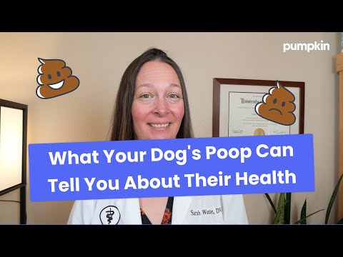 What Your Dog's Poop Can Tell You About Their Health
