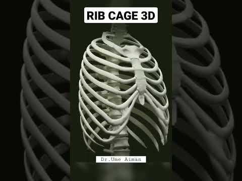 Rib Cage Anatomy #ribs #ribcage #anatomy #3danatomy #anatomy_physiology #physicaltherapy #chest