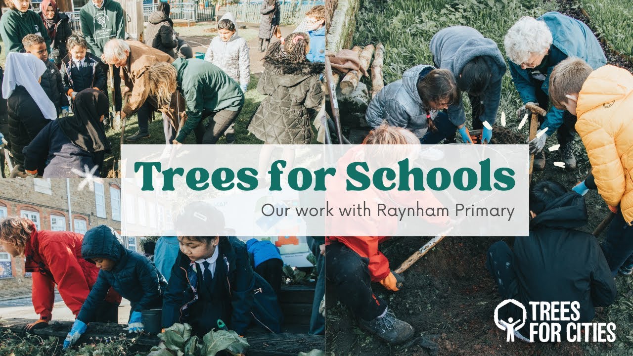 Our work at Raynham Primary | Trees for Schools