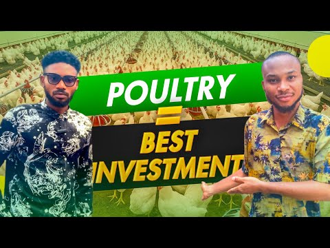 How this poultry farm generates millions | How to brood day old chicks