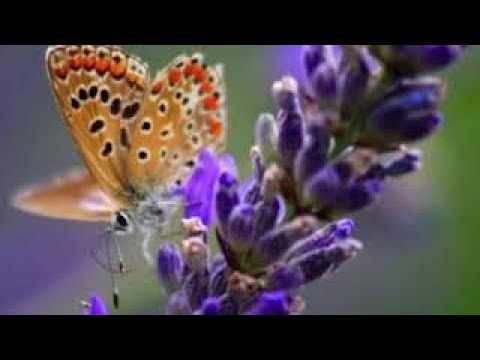 Life Review as Medicine (4) Opus 3 Andante