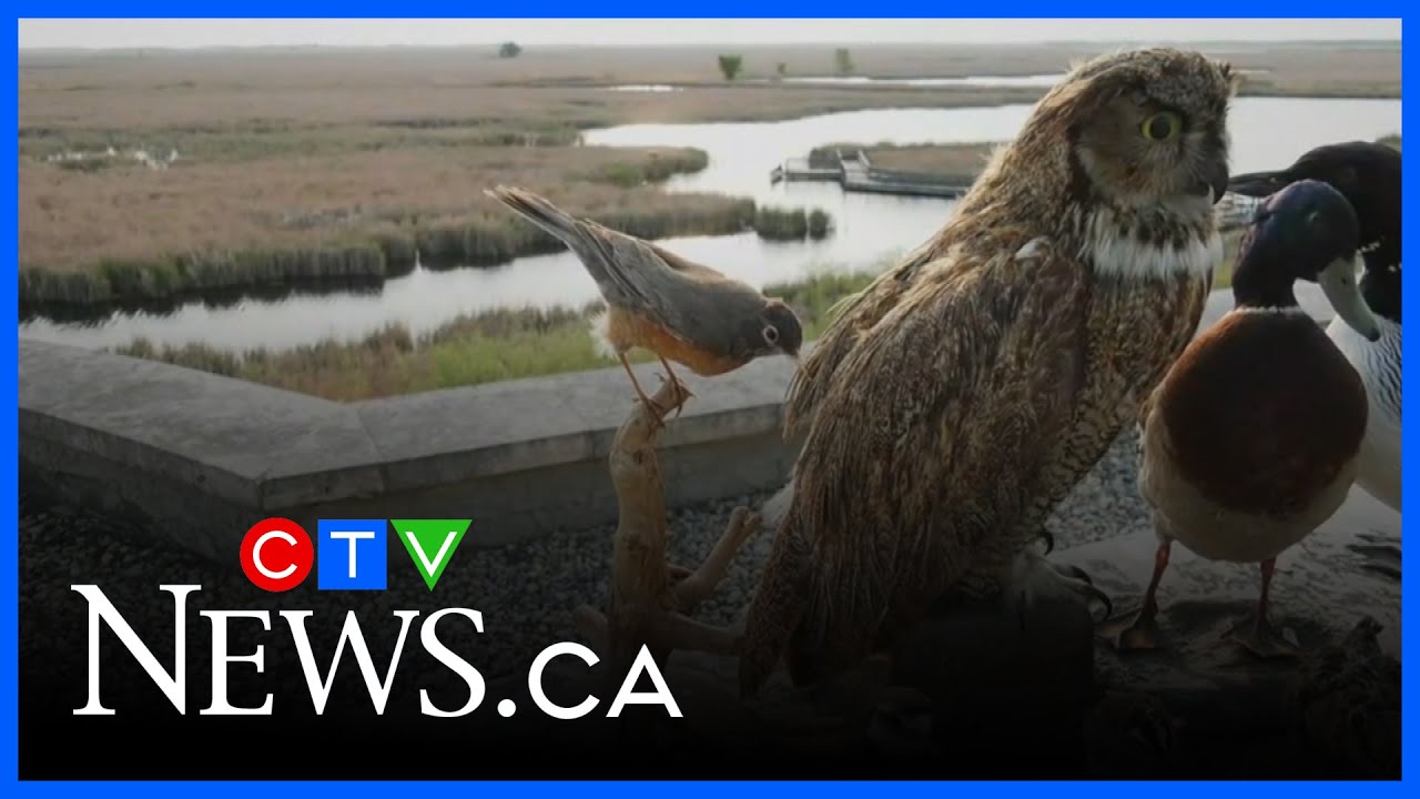 Birding programs at Oak Hammock Marsh