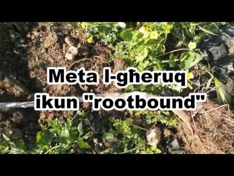 Meta l-għeruq ikun "rootbound"