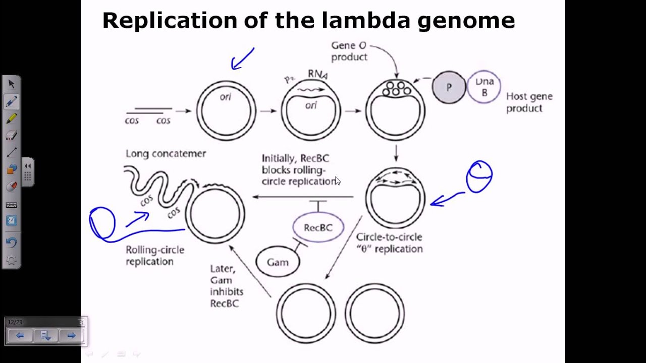Lambda phage genome replication