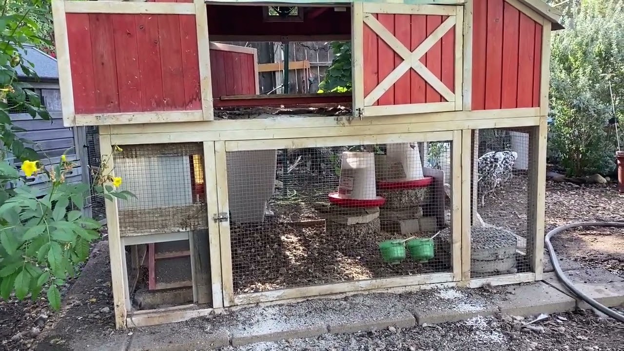 How to Care For Backyard Chickens with Changing Seasons