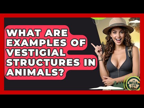 What Are Examples Of Vestigial Structures In Animals? - The Wild Life Explorer