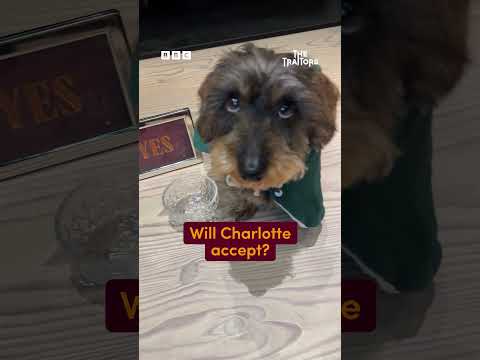 Puppy Predictor live in action - BBC