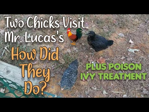 Chicks Visit Mr. Lucas Rooster and Poison Ivy Treatment (What's Best?) - Ann's Tiny Life