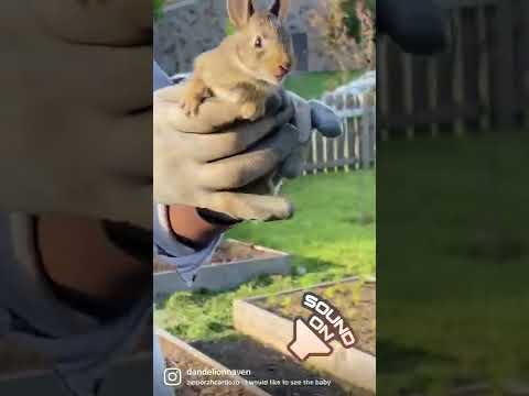 Baby bunny sounds like…. #urbangardening #urbanfarm