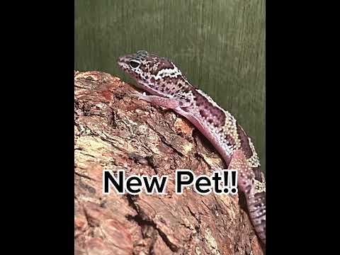What should I name it? #lizard #pets