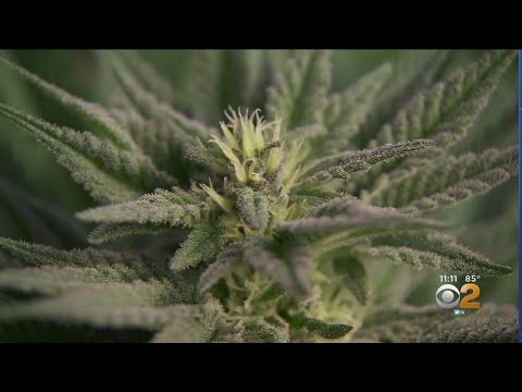 New York Reducing Penalties For Marijuana Possession