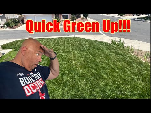 Quickest Lawn Green Up!!!