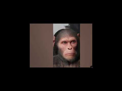 Funny pictures of monkeys