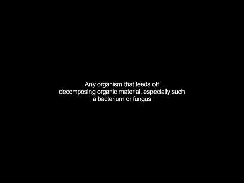 decomposers video Dictionary meaning and pronunciation
