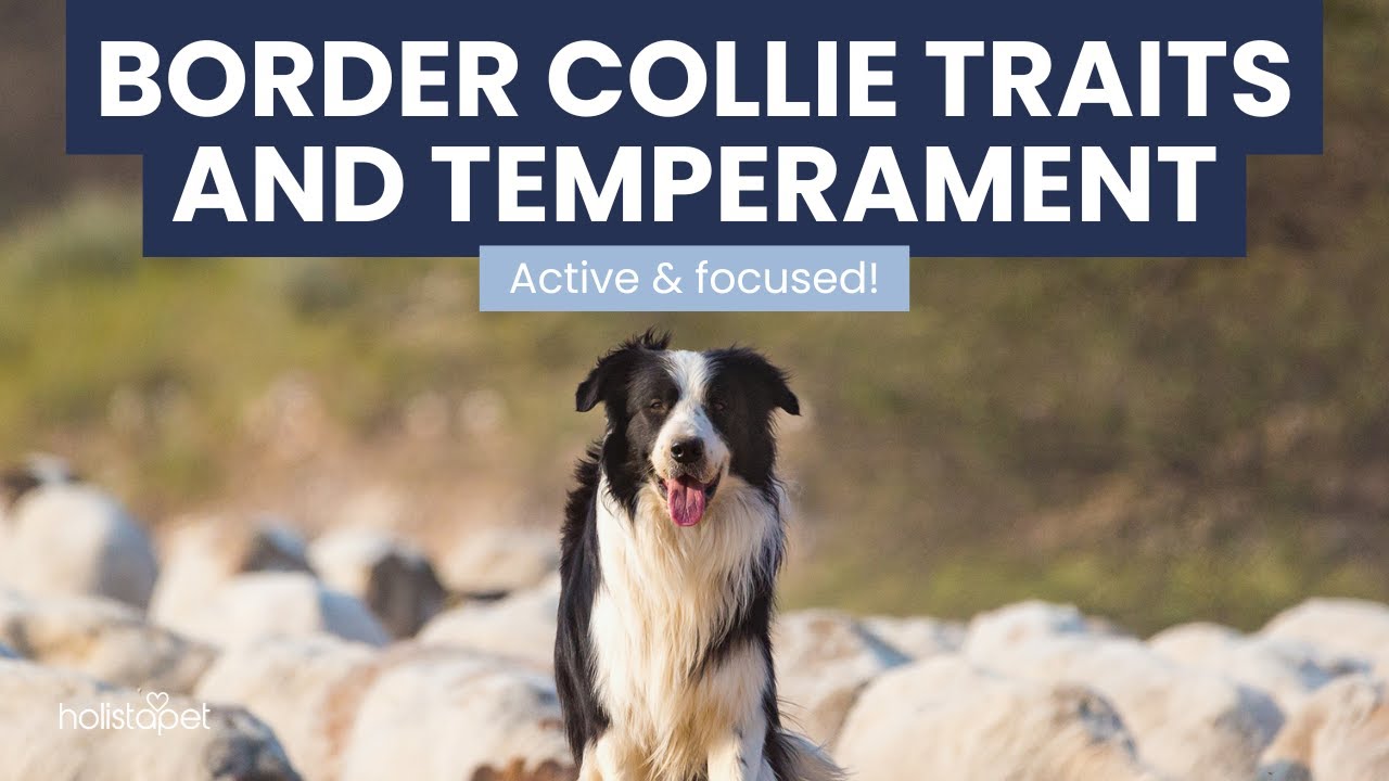 Border Collie Dog Breed Traits and Temperament