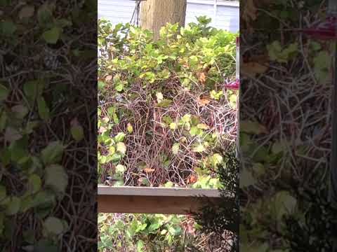 Recognizing Rufous hummingbird by flight sound