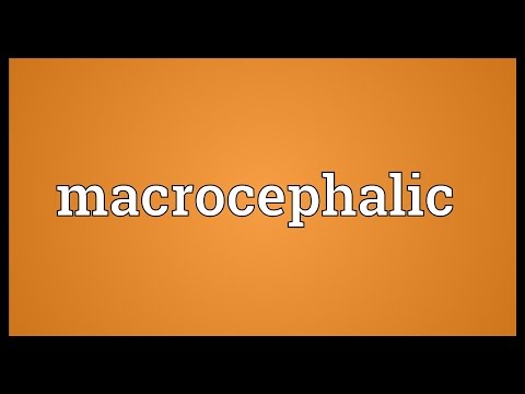 Macrocephalic Meaning