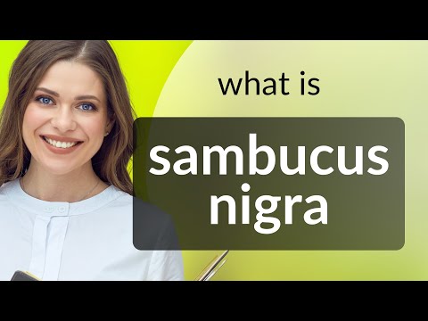 Sambucus nigra — SAMBUCUS NIGRA definition