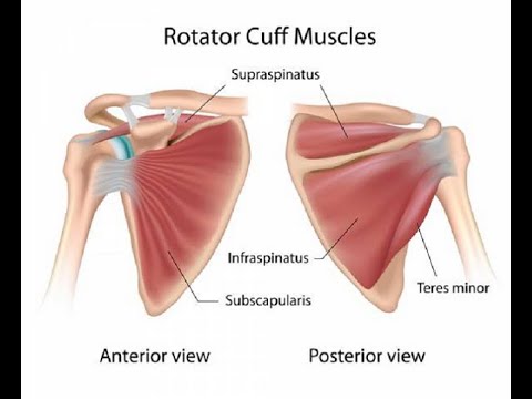 Two Minutes of Anatomy: Rotator Cuff