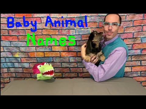 Learning the names of baby animals | 10 different animals and what their babies are called
