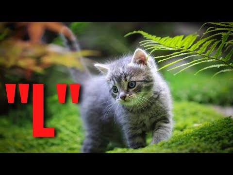 Cat Names Which Start With L| 2024