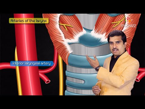 Anatomy and Physiology of Larynx , Action of Laryngeal muscles , Dr Bhanu prakash