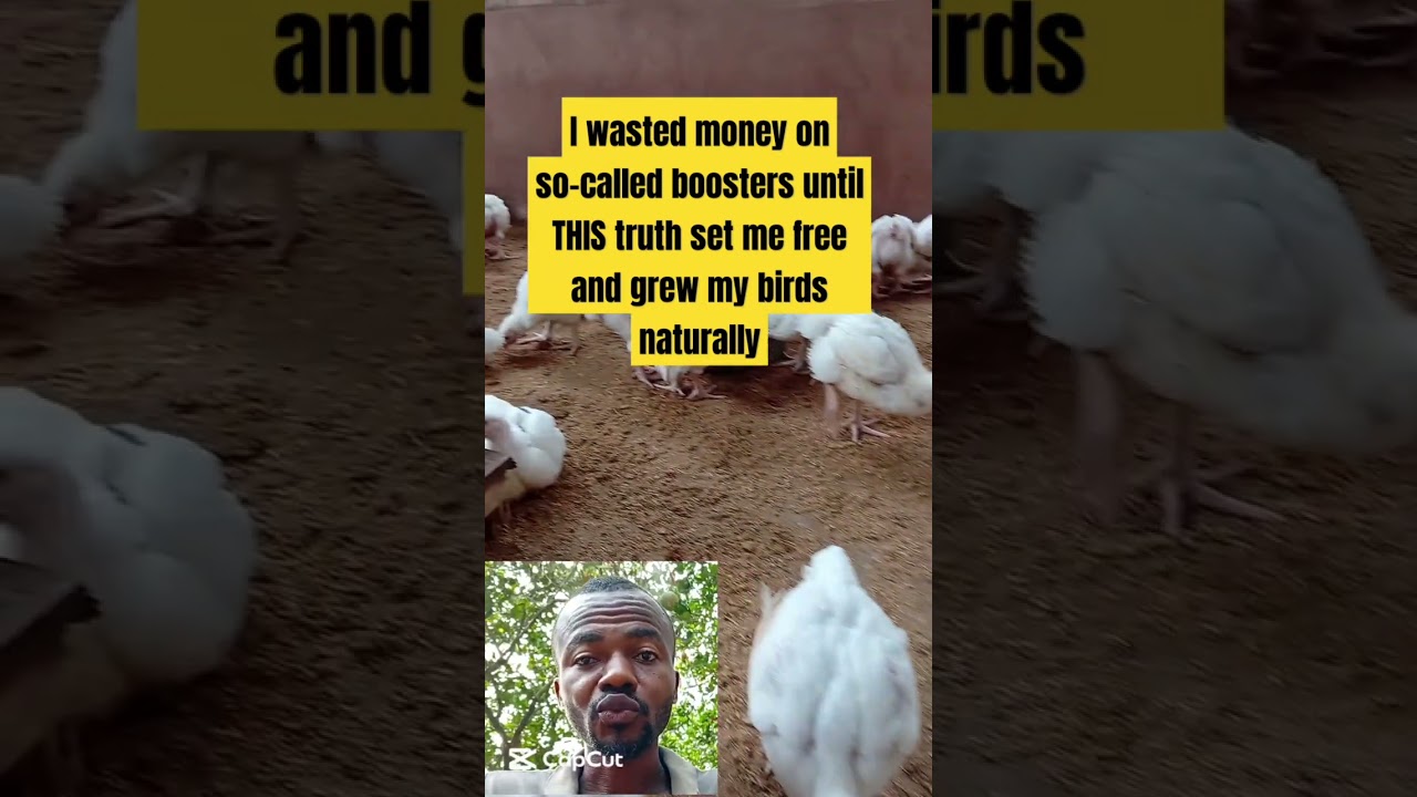 The truth about growth boosters #broilerfarming #freerangechickens #chicken