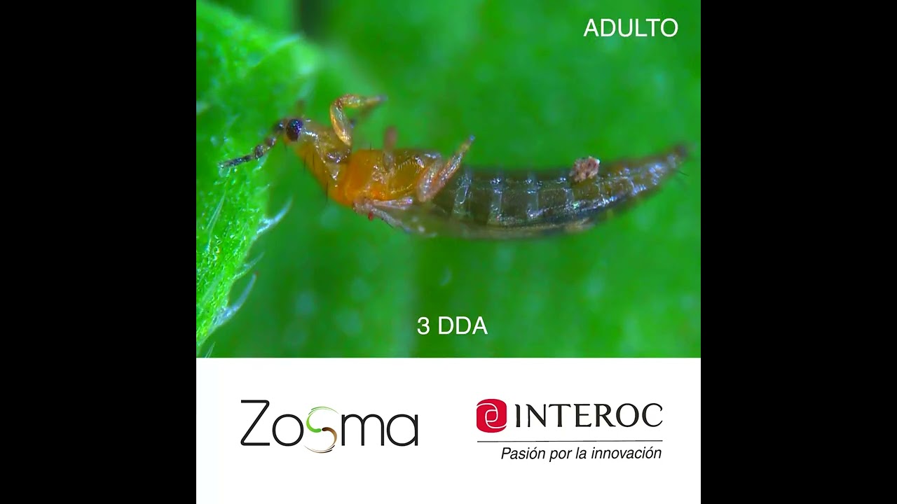 Efecto de Zosma sobre ninfas y adultos del trips Frankliniella ...