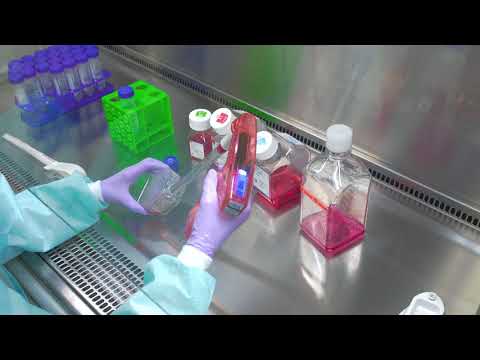 Passaging Cells: Cell Culture Basics