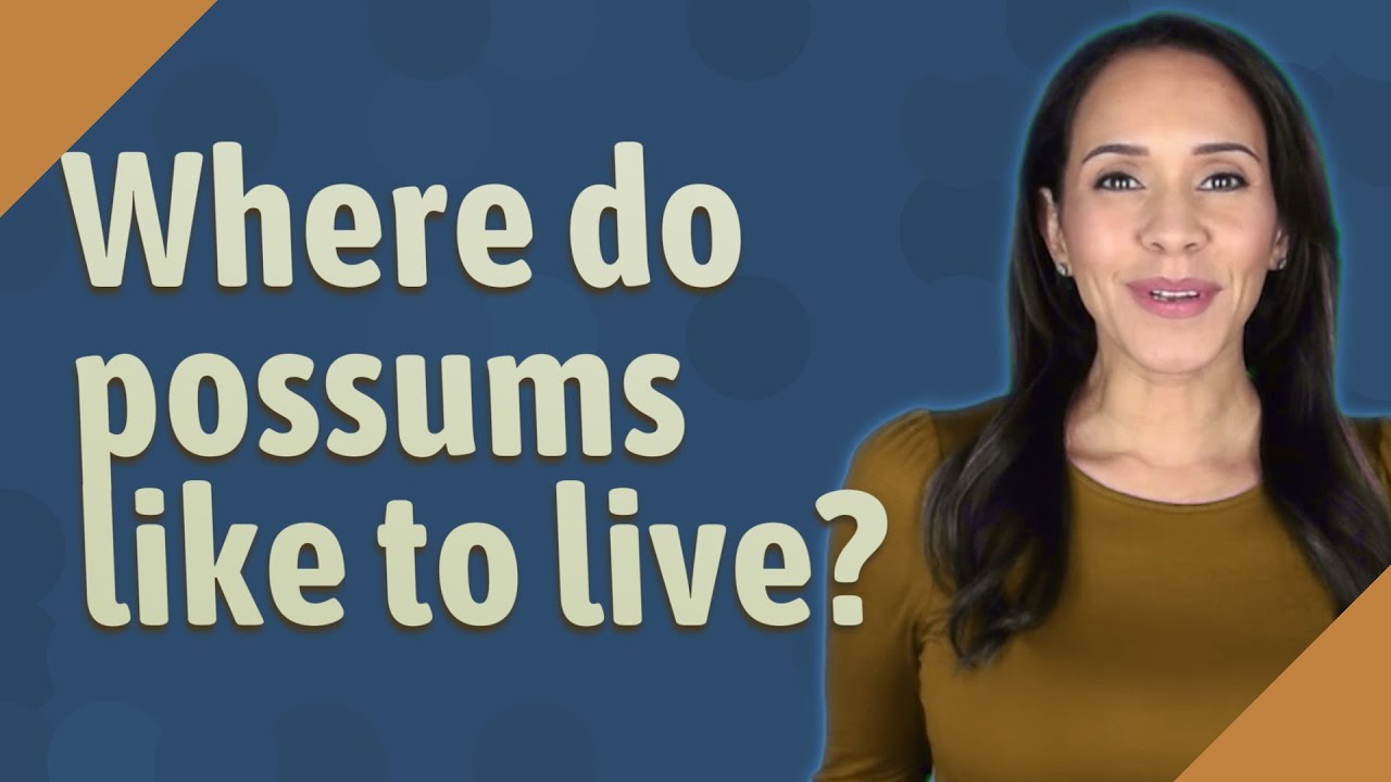 Where do possums like to live?
