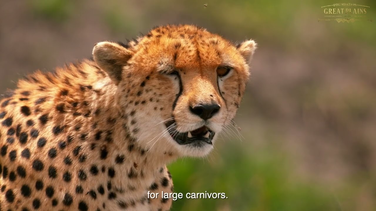 Project Rewild | Supporting Wildlife, Land, and Communities | Great Plains Foundation