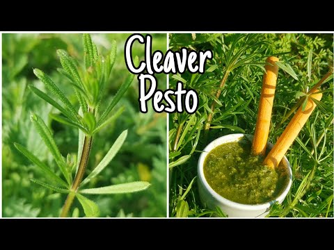 How To Make Pesto With Cleavers 🌿 Easily Step By Step (Galium Aparine)