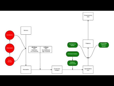 The Pain Pathway | Jackson5Medicine - 5 Minute Medical Lectures