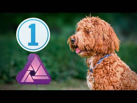 Puppy Edit with Capture One Pro & Affinity Photo