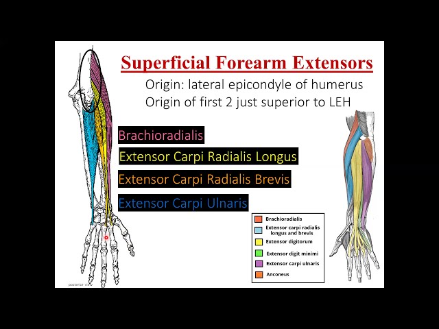 Understanding the Posterior Forearm Muscles: Anatomy and Function ...
