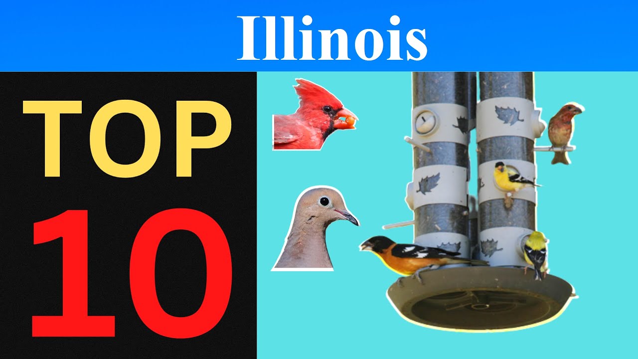 Top 10 Feeder Birds of Illinois [Brief]