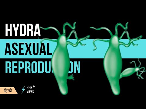 हाइड्रा अलैंगिक जनन | What is budding? Explain the budding in Hydra | Asexual Reproduction in Hindi