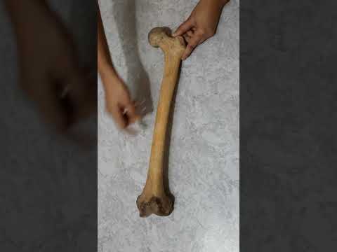 Side determination of femur bone #anatomy #mbbs