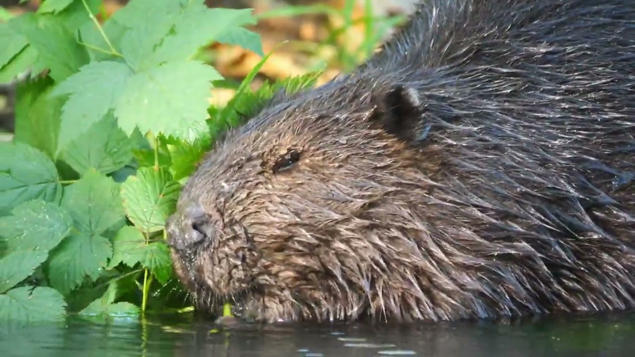 American Beaver (Castor canadensis)