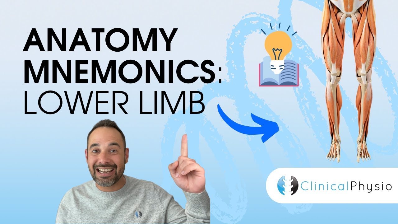 Learn Anatomy: Lower Limb Anatomy Mnemonics and Memory Aids | Anatomy Made Easy