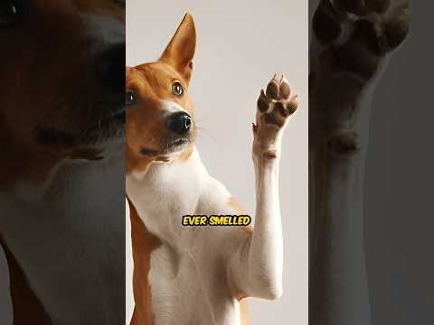 This is why your dog’s paws smell like Fritos 😱 #shorts
