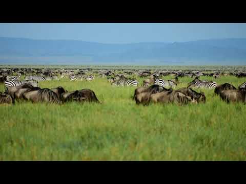 Wildebeest and zebra lord the plains of Serengeti